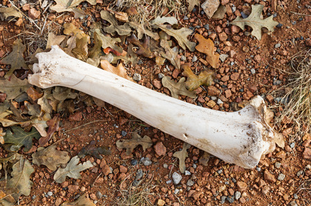 old leg bone on the ground with rocks and fallen oak leaves - Stock ...