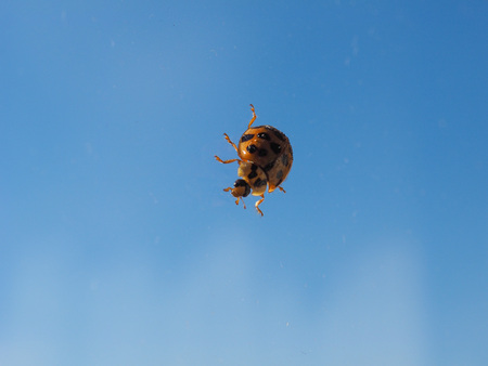 Photo of ladybird aka ladybug or lady - ID:1-123537924 - Royalty Free ...