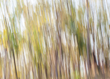 Abstract background , Abstract wallpaper , Abstract forest , Abstract ...