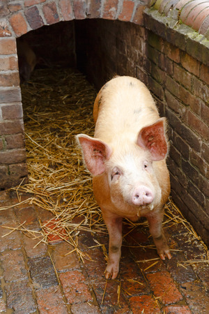 Pig in a traditional brick built pig styの写真素材 [40044029011]｜毎月1点無料（フリー ...