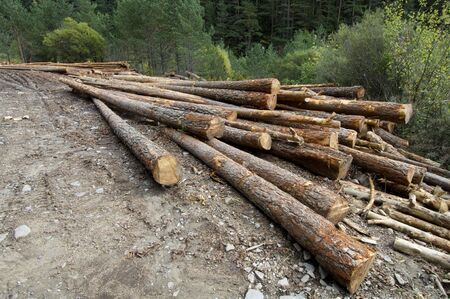 group of pine logs felled in a forestの写真素材 [40006660896] - イメージマート