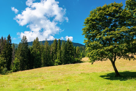 fir forest on the green grassy meadow. beautiful mountain landscape in ...