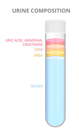 Vector of Urine composition, the - ID:1-162619642 - Royalty Free Image ...