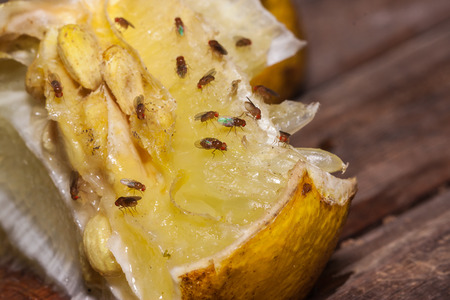 Foto del fruit fly on lemon - ID:50270130 - Imagen libre de regalías ...