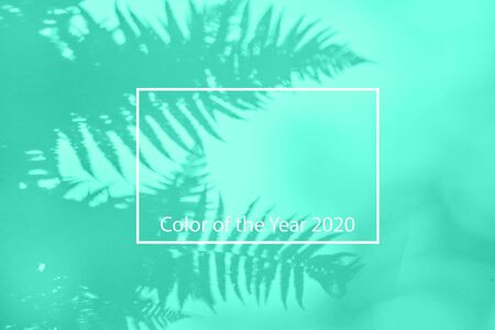 Shadow fern in biscay green color background flat lay trandy 2020の写真素材 ...