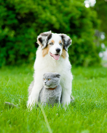 Australian shepherd puppy and cat sitting together on the green grass ...