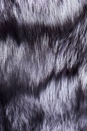 grey fur of silver fox textured background - Stock Image - Everypixel
