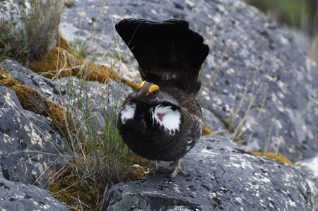 Male Blue Grouse displaying for hen while standing on rockの写真素材 ...