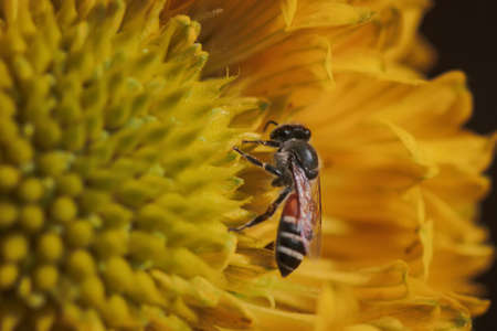 Honey bee getting nectar from flower. Used selective focus.の写真素材 ...