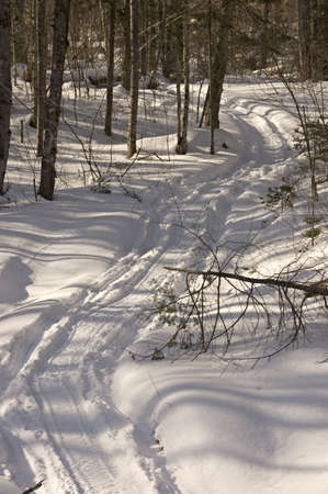 snowmobiles tracks among trees in Quebec forests, Canadaの写真素材 ...