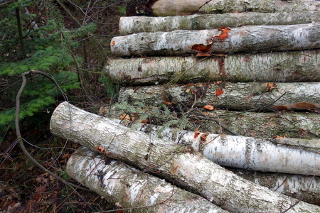 Cut birch tree logs stack - Stock Image - Everypixel