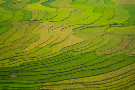 Photo of Terraced rice field landscape - ID:67666580 - Royalty Free ...