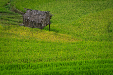 Photo of Terraced rice field landscape - ID:68020706 - Royalty Free ...