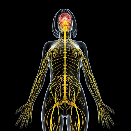 front view of female nervous system isolated on black: Royalty-free ...