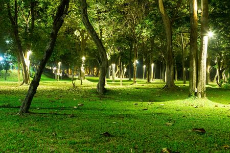 Trees and light in the park at night - Stock Image - Everypixel
