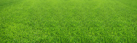 Great image of a nice green field of grass - Stock Image - Everypixel