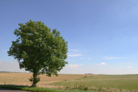 Lone tree near the roadside with rolling hills in the backgroundの写真素材 ...