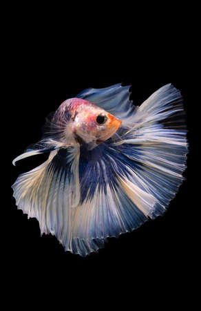 Betta Siamese fighting fish, Rhythmic of betta fish (Halfmoon blue and ...