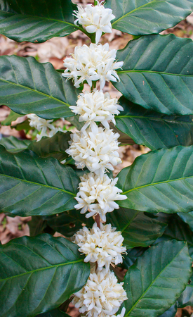 Coffee tree blossom with white color flower - Stock Image - Everypixel
