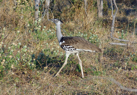 bird named Kori bustard seen in Botswana, Africaの写真素材 [40042794535 ...