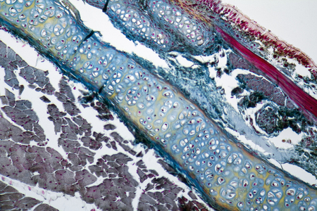 full frame microscopic shot showing some details of the neck organs ...