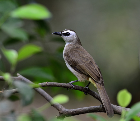 Yellow-vented bulbul, Pycnonotus goiavier, bird of Thailand, flavescent, olive-winged, streak ...