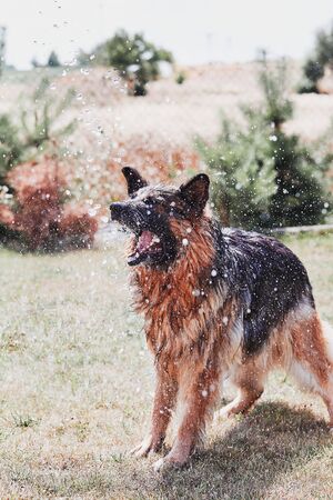 Thirsty dog drinking sprayed water. Dog chilling himself playing with ...