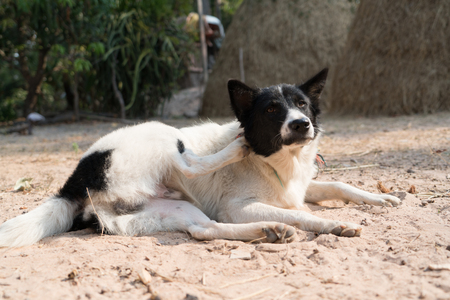 the local dog black and white laying down on the sand for exercise yoga ...