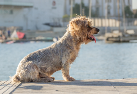 Small dog side view Images - Search Images on Everypixel