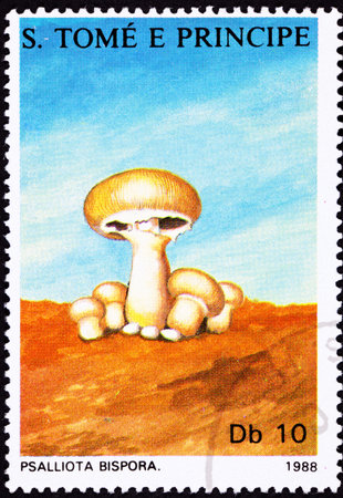 Edible Button Mushroom, Agaricus bisporus, formerly Psalliota bispora ...