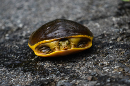 Hide Turtle - Stock Image - Everypixel