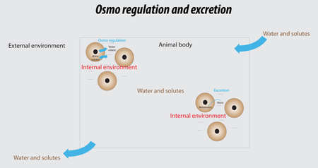 Photo of Human osmoregulation and - ID:187133278 - Royalty Free Image ...