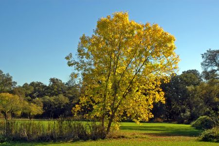 Autumn Colors of Treesの写真素材 [40002660666] - イメージマート