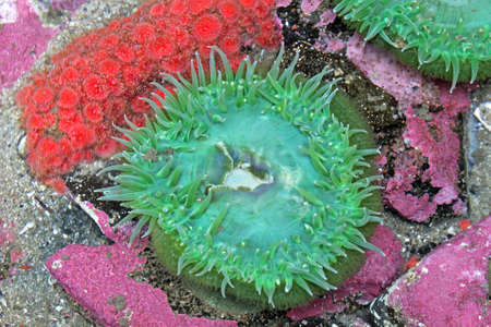 Green and red anemone with algaeの写真素材 [40011645626]｜毎月1点無料（フリー）のストックフォト ...