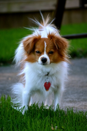 Pappillon Puppy Stares at the Camera - Stock Image - Everypixel