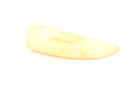 Cachalot tooth isolated over white backgroundの写真素材 [40004244691] - イメージマート