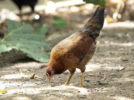 young brown hen eating feeding on grains - Stock Image - Everypixel