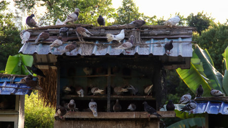 Wooden pigeon dove bird house standing outdoor at the garden. FY310197416780