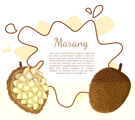 Vector of Marang exotic juicy fruit - ID:1-125863959 - Royalty Free ...