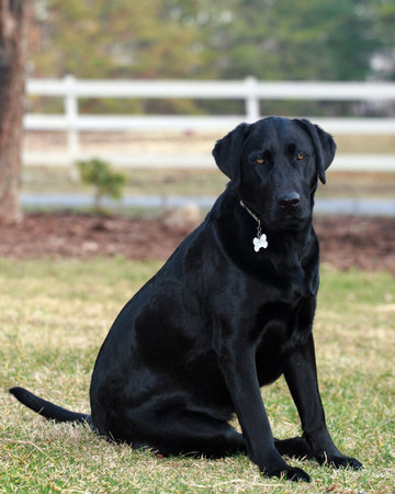 Female Black Labrador Retriever