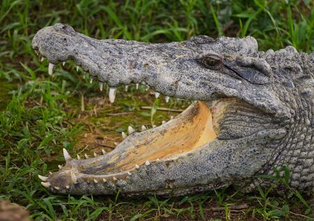 cayman with a opening big mouth in a zoo - Stock Image - Everypixel