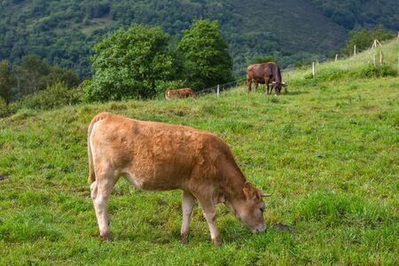 Cows in the Picos de Europa, Asturias. Farm land at the mountains, a ...