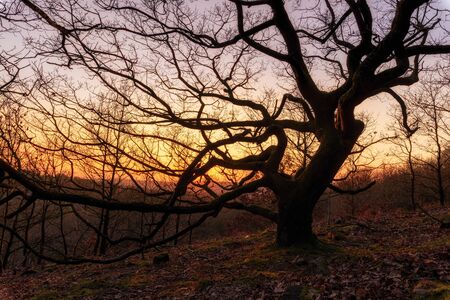 Bare bramches of a crooked trees with background sunset near ...