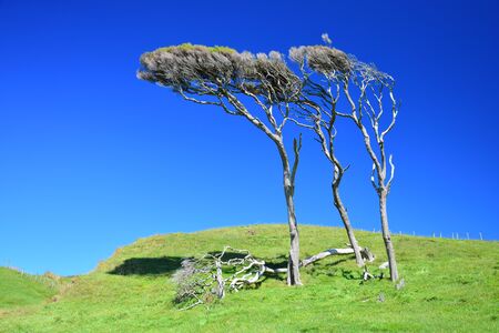 Photo of Manuka trees (Leptospermum - ID:1-143768285 - Royalty Free ...