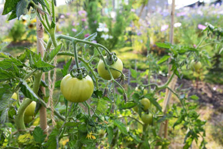 Ferline cordon tomato plant with green fruit, growing in a lush summer ...