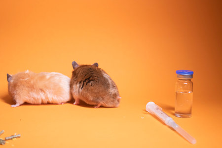 two hamsters-mouse, brown and beige, near medical syringe with a needle ...