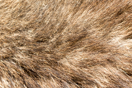 dog fur as background. texture - Stock Image - Everypixel