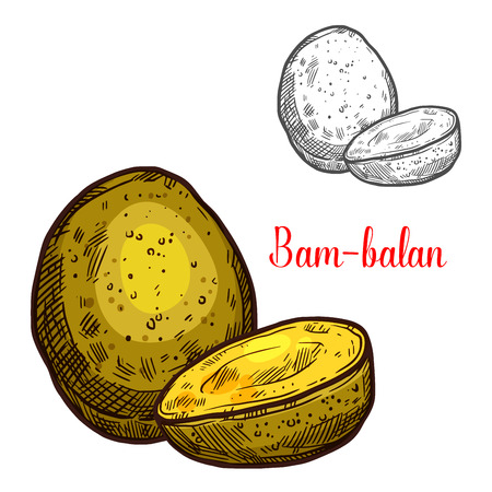 Santol Drawing