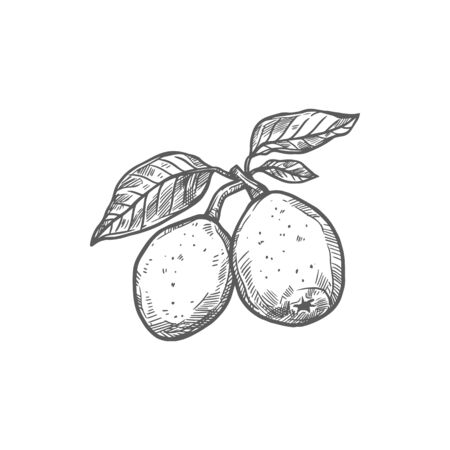 Vector of Marula exotic fruit with - ID:144198250 - Royalty Free Image ...