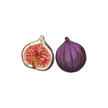 Fig Fruit Drawing